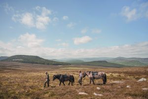 The garron - the workhorse of the Highlands - The Field