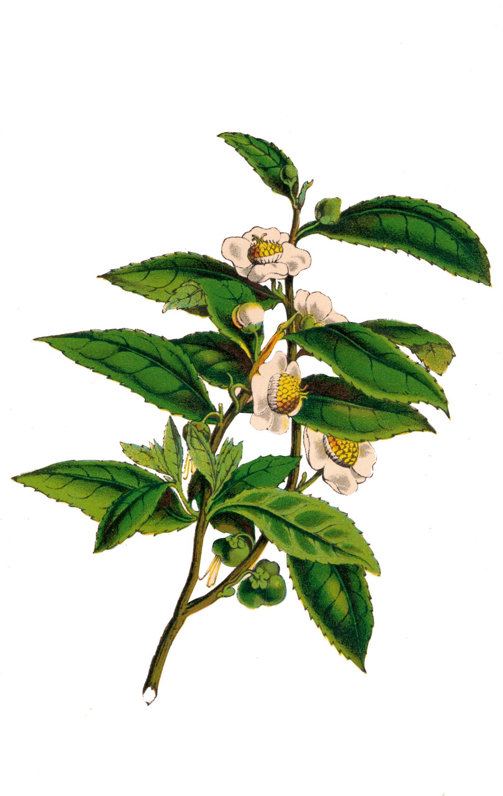 Tea and its origins - The Field