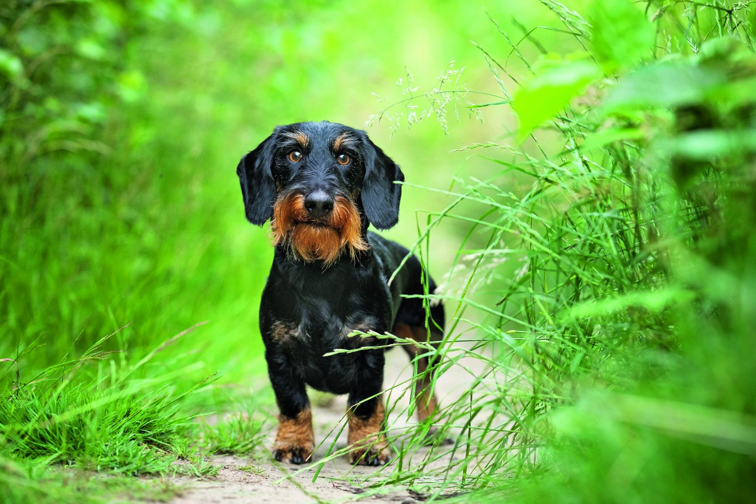Partridge recipes. The 10 best partridge recipes. - The Field