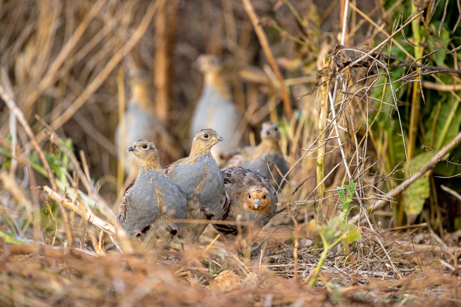 The GWCT Partridge Count Scheme - The Field