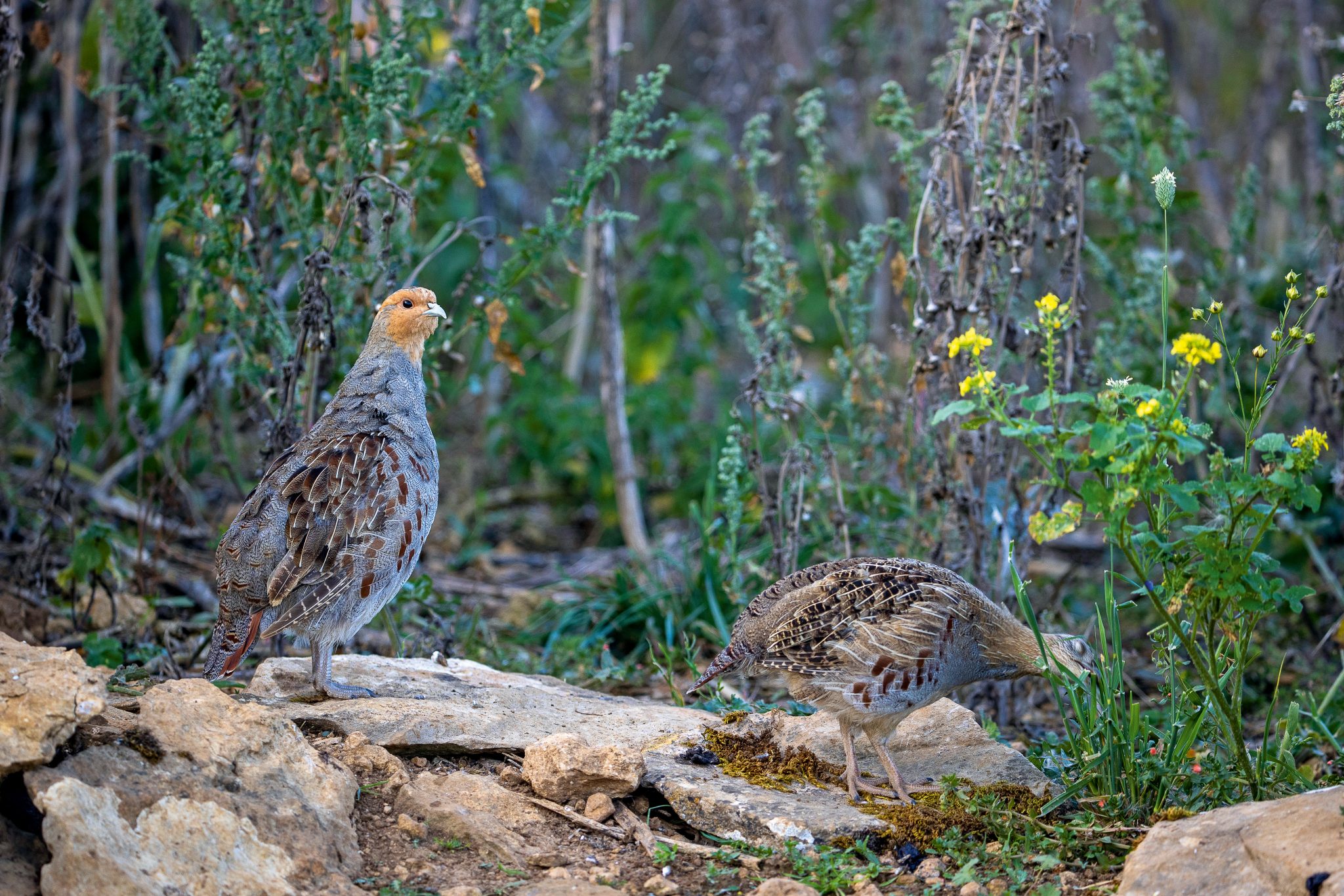 The GWCT Partridge Count Scheme - The Field