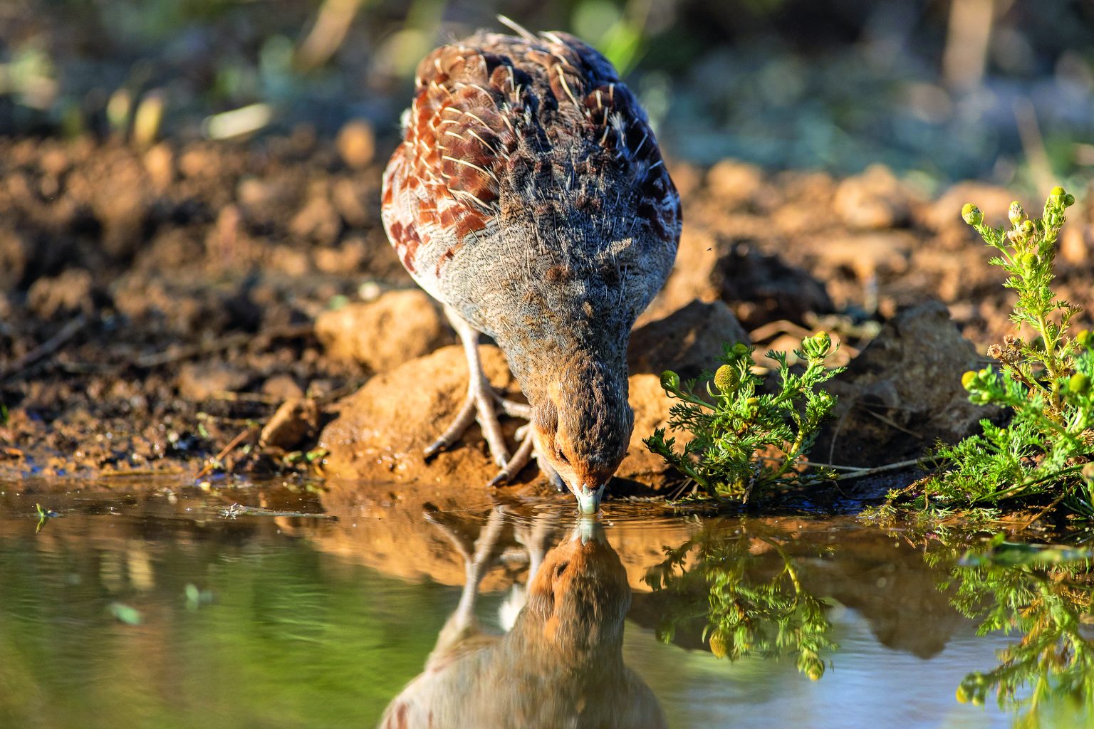 The GWCT Partridge Count Scheme - The Field