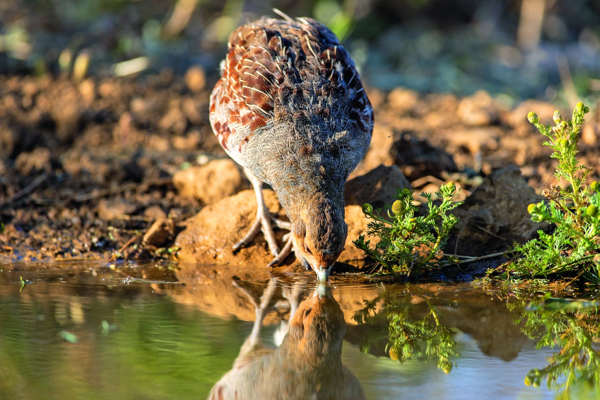 The GWCT Partridge Count Scheme - The Field