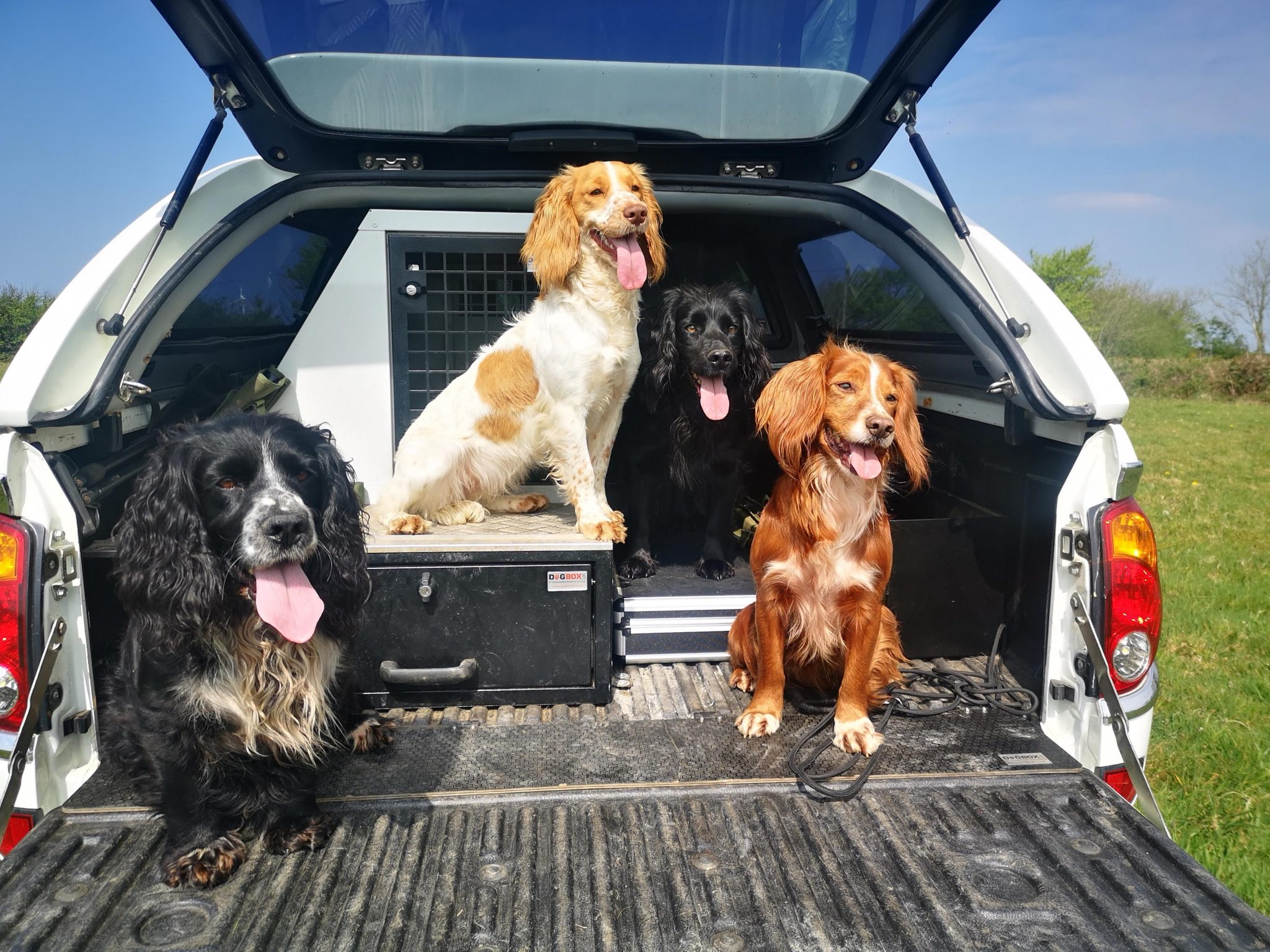 Best Dog Travel Accessories - The Field