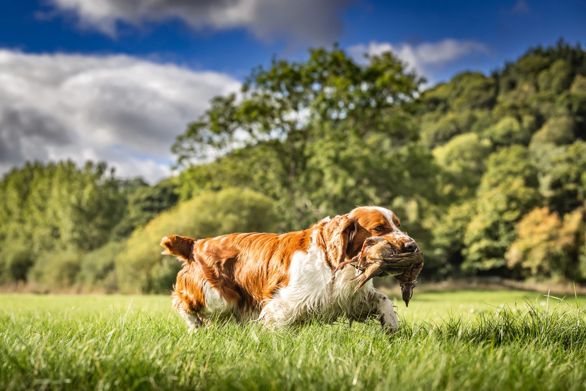 Spaniel breeds in Britain - The Field
