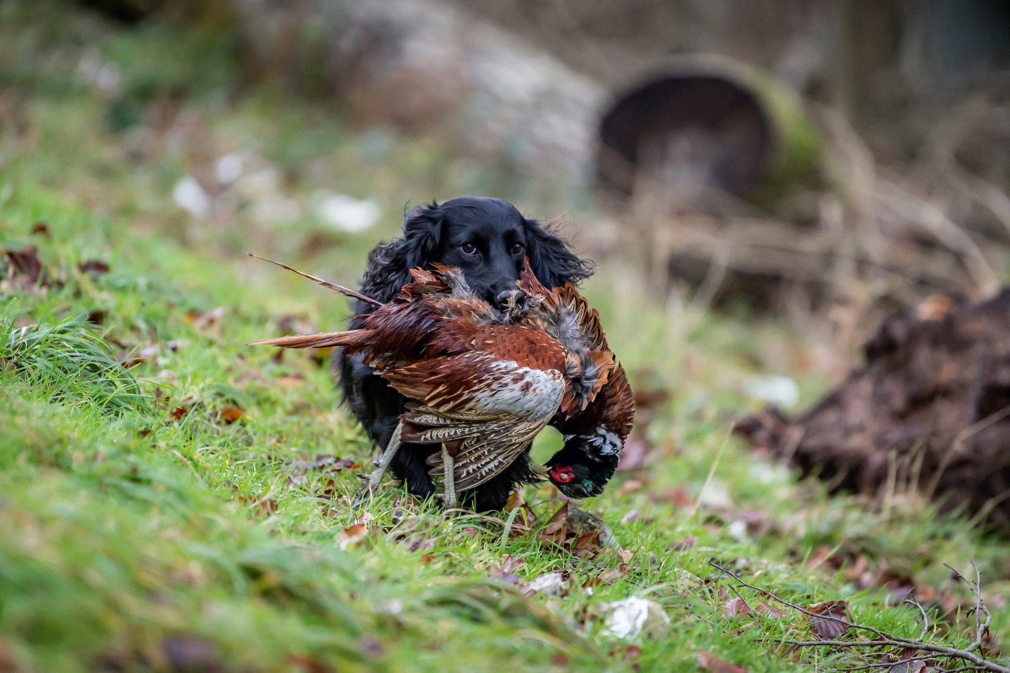 Gun dogs training, exercise and healthcare advice | The Field