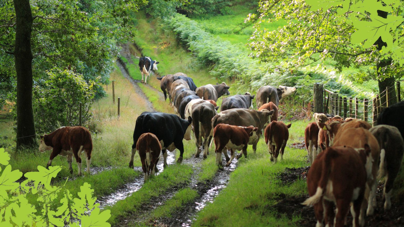 Why now is the time to plant a hero hedge - The Field