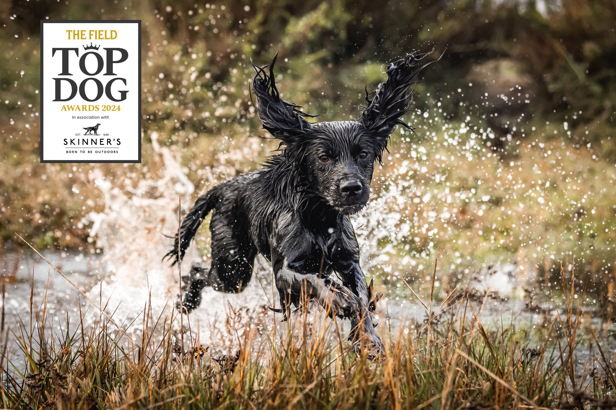 The Field | Countryside issues, hunting, fishing, gun dogs & gun reviews