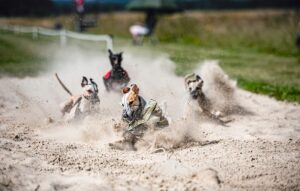 A dog's sense of smell - the canine nose is astonishingly complex
