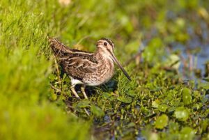 The snipe - a fascinating bird and the origin of the word 'sniper'