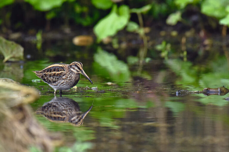 The snipe - a fascinating bird and the origin of the word 'sniper'