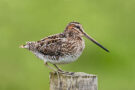 The snipe - a fascinating bird and the origin of the word 'sniper'
