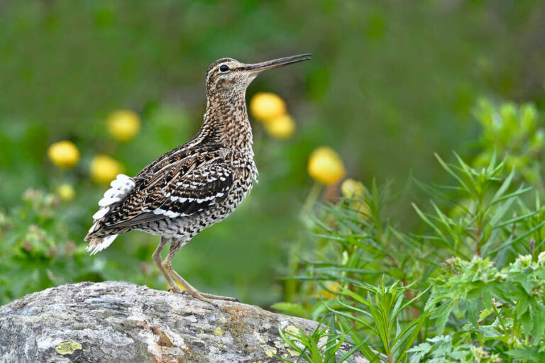 The snipe - a fascinating bird and the origin of the word 'sniper'