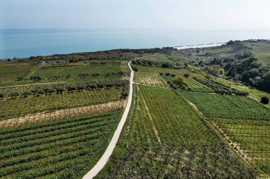 Cantina Tollo: Award-winning wines from Abruzzo and Tullum DOCG - Decanter