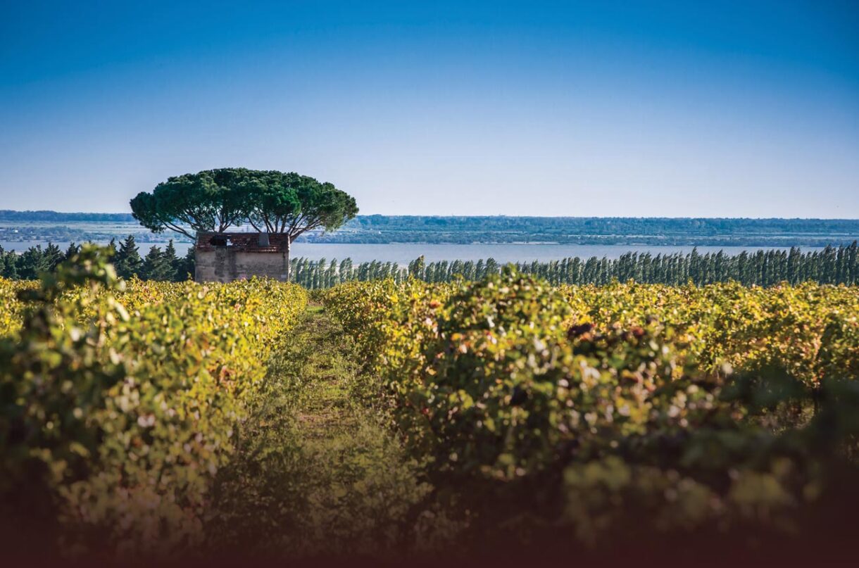 Costières de Nîmes AOC: Celebrating the southern Rhône AOC - Decanter