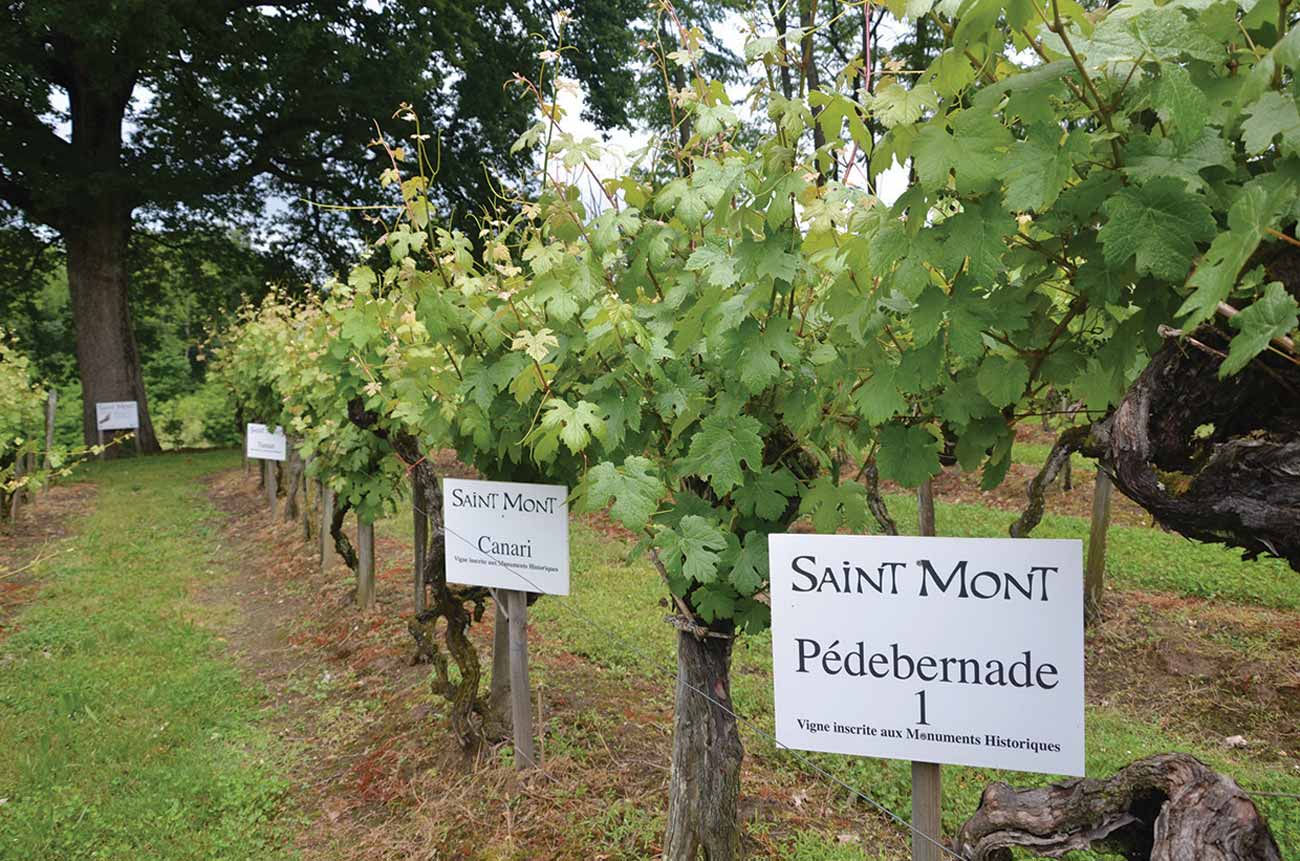 Plaimont: Preserving the wisdom of the past - Decanter