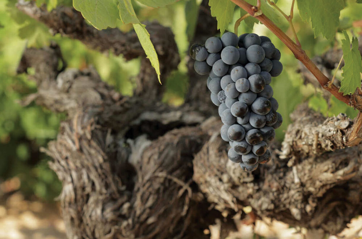 DO Toro: Tasting a land and its history in northern Spain - Decanter