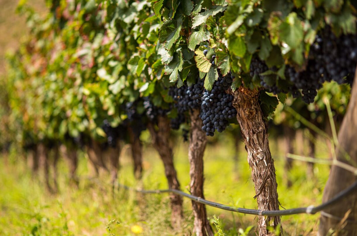 Salta wines to try – a terroir making its mark - Decanter