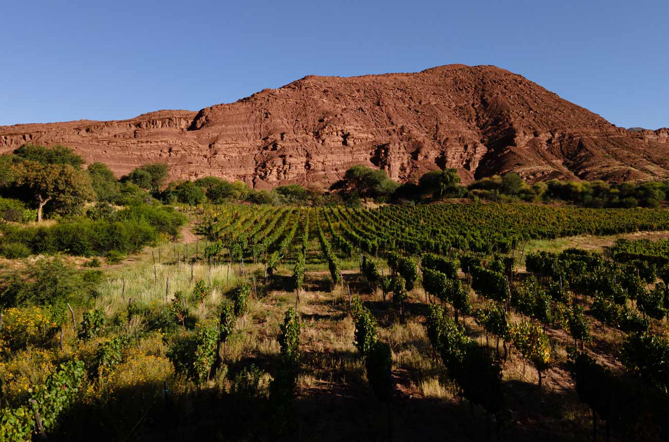 Salta wines to try – a terroir making its mark - Decanter