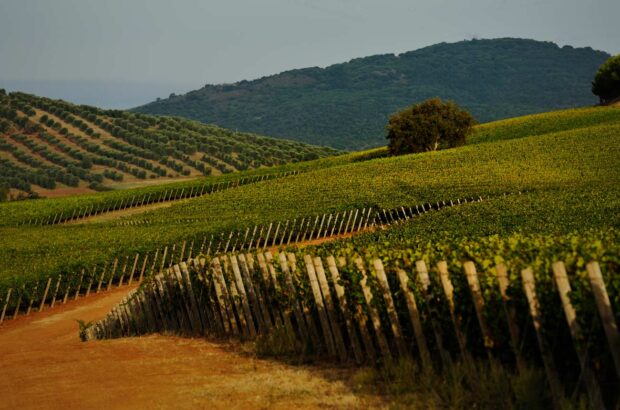 Tinata: Rhône grapes meet Tuscan elegance - Decanter