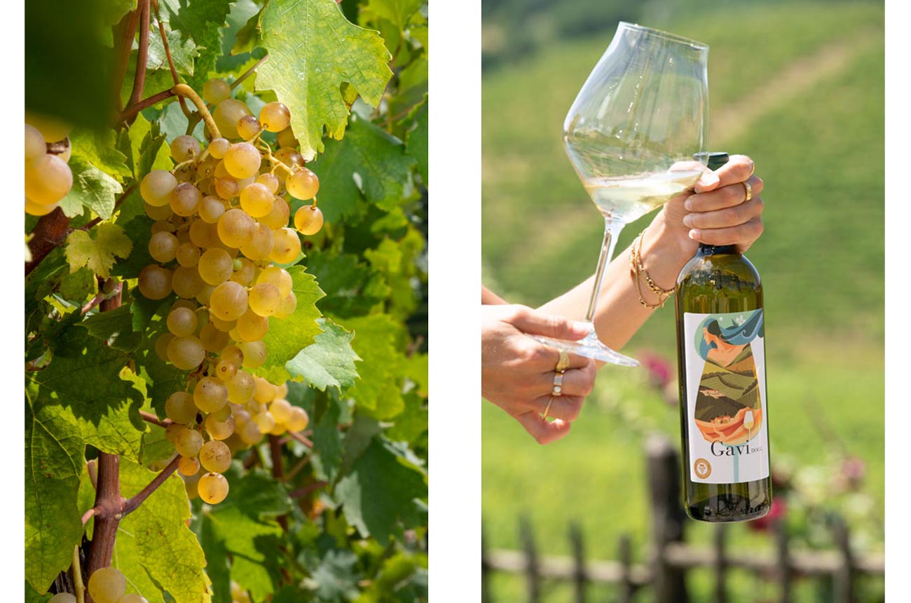 Gavi: History in every glass - Decanter