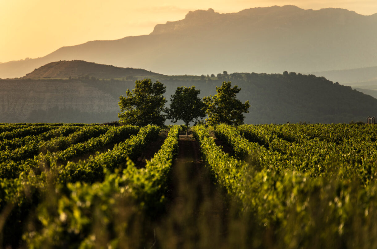 A hundred years of Rioja - Decanter