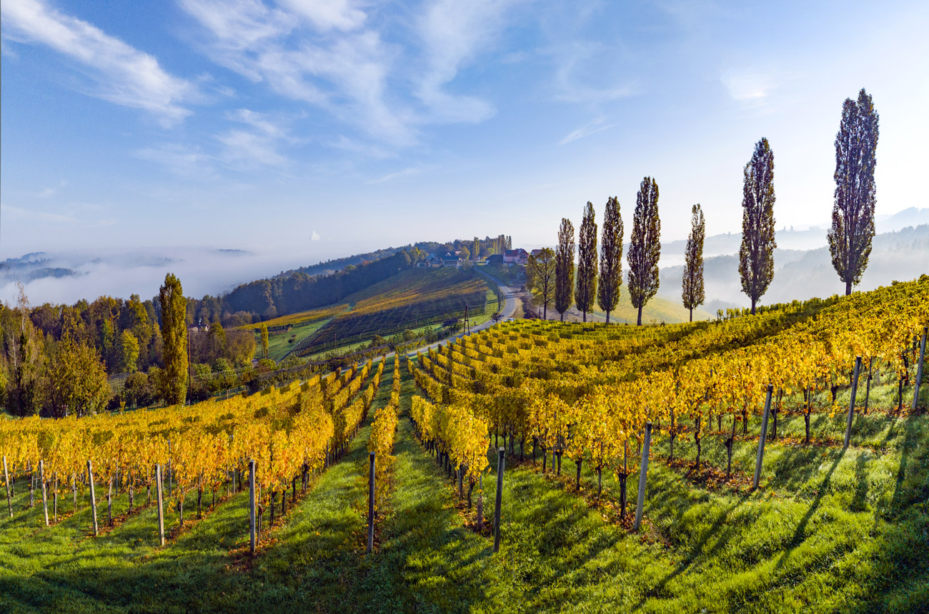 Austrian wine's DAC system: How does it work? - Decanter