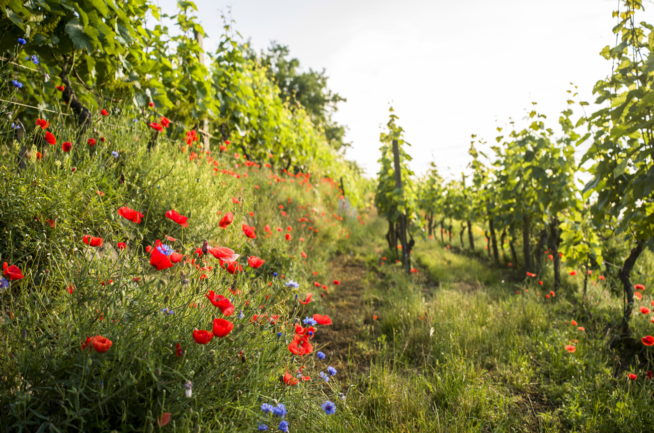 Austrian wine's DAC system: How does it work? - Decanter