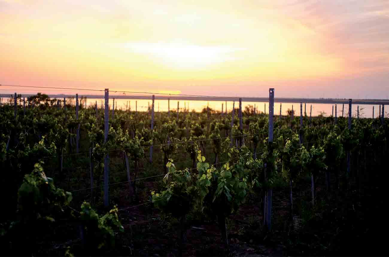 Wineries leading the way - Meet the key producers revolutionising and ...