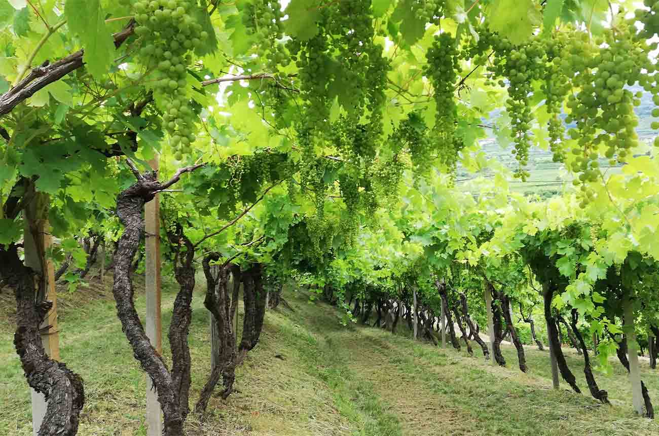 Soave: Exploring the diversity of terroir - Decanter