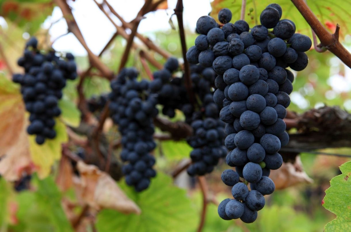 Why is Touriga Nacional a rising star? Ask Decanter - Decanter