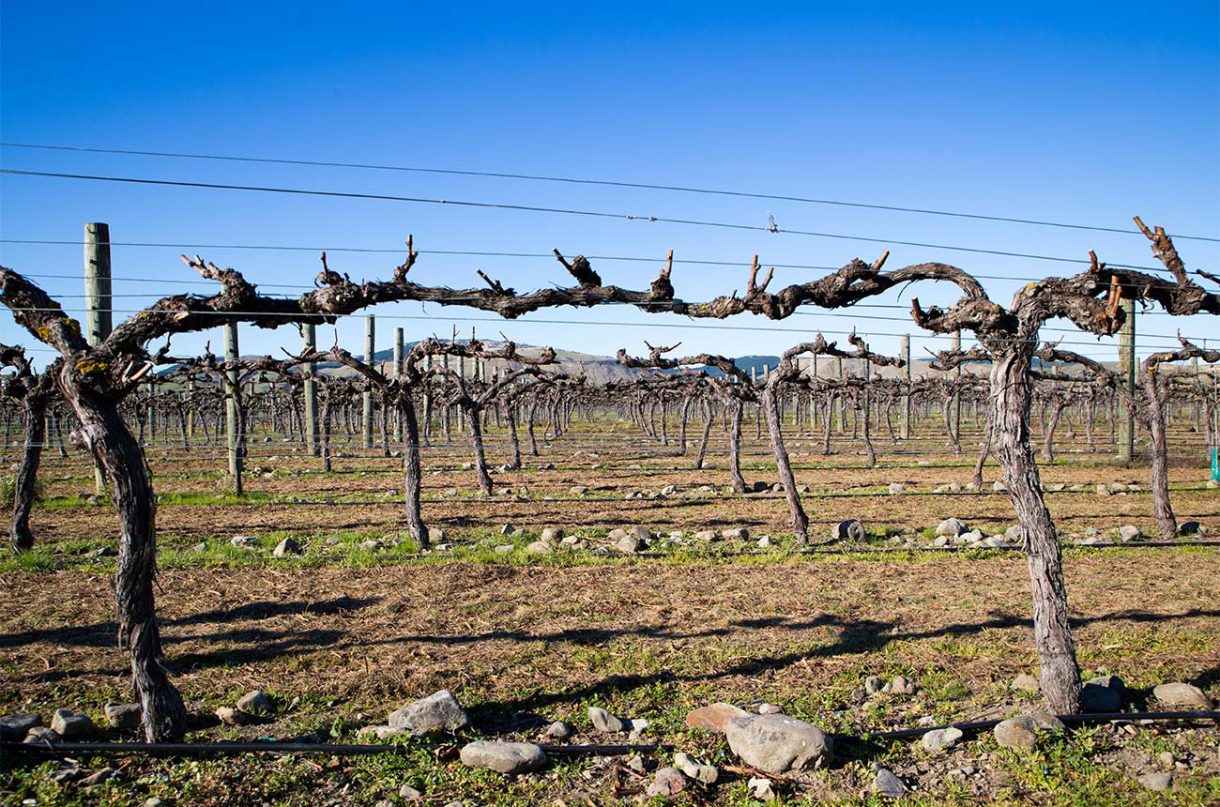 What is grafting, and why is it important in the vineyard? - Decanter