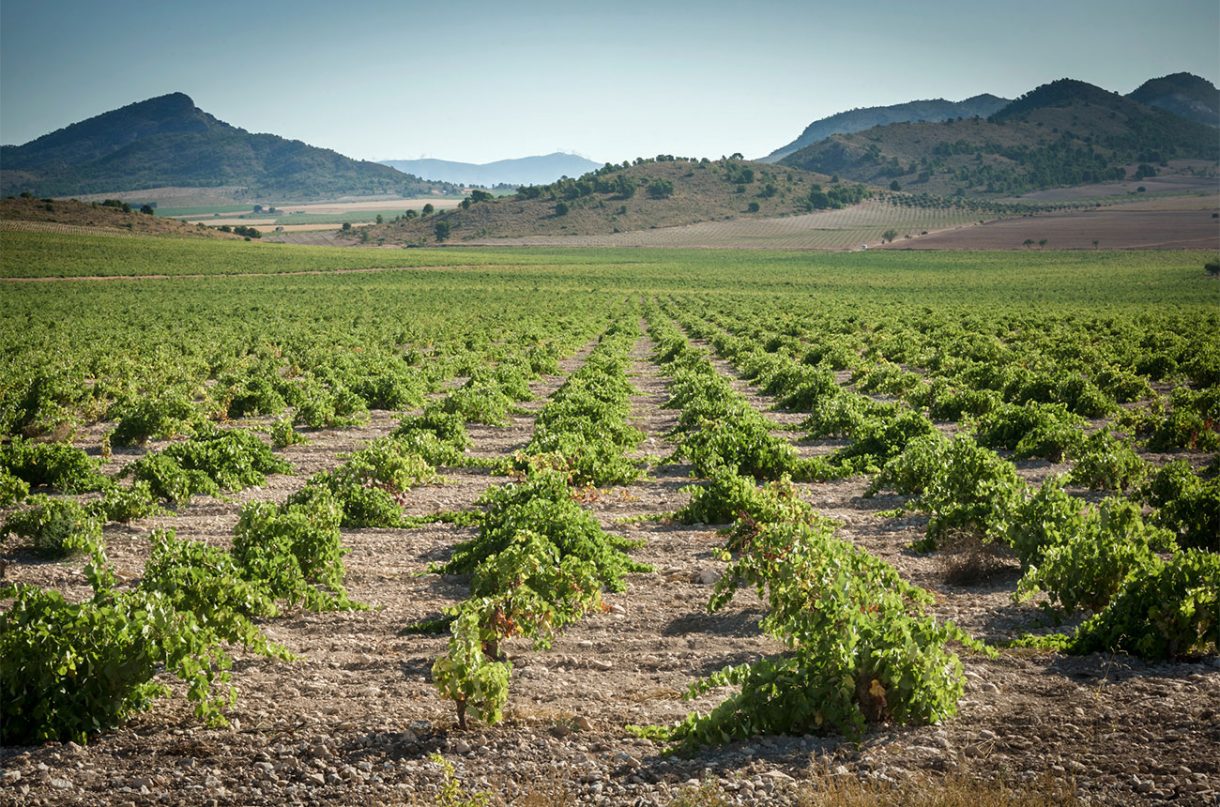 Exploring Jumilla - Decanter