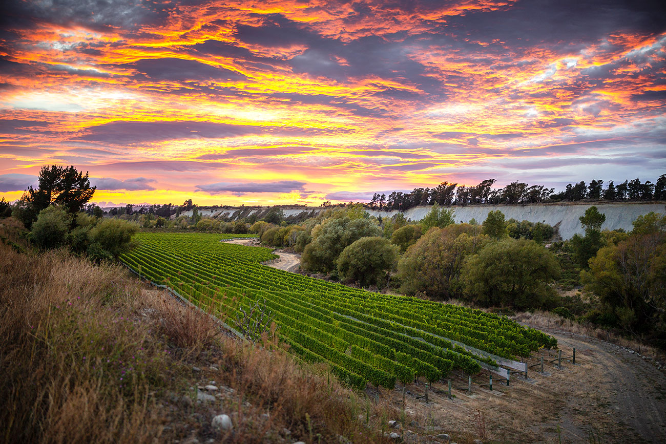 Single Vineyard Sauvignon Blanc: Style and substance - Decanter
