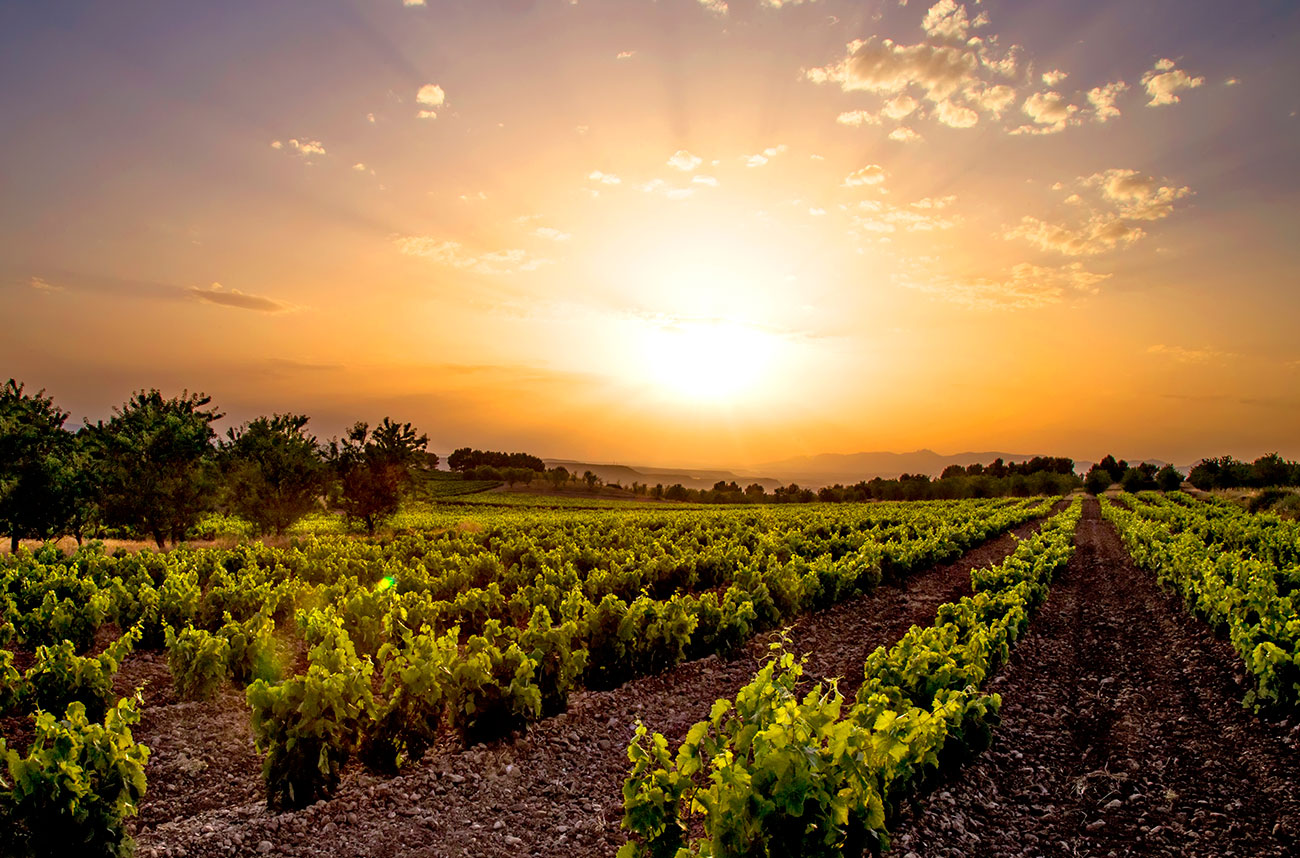 Ultimate Rioja Tasting - Decanter's six top picks - Decanter