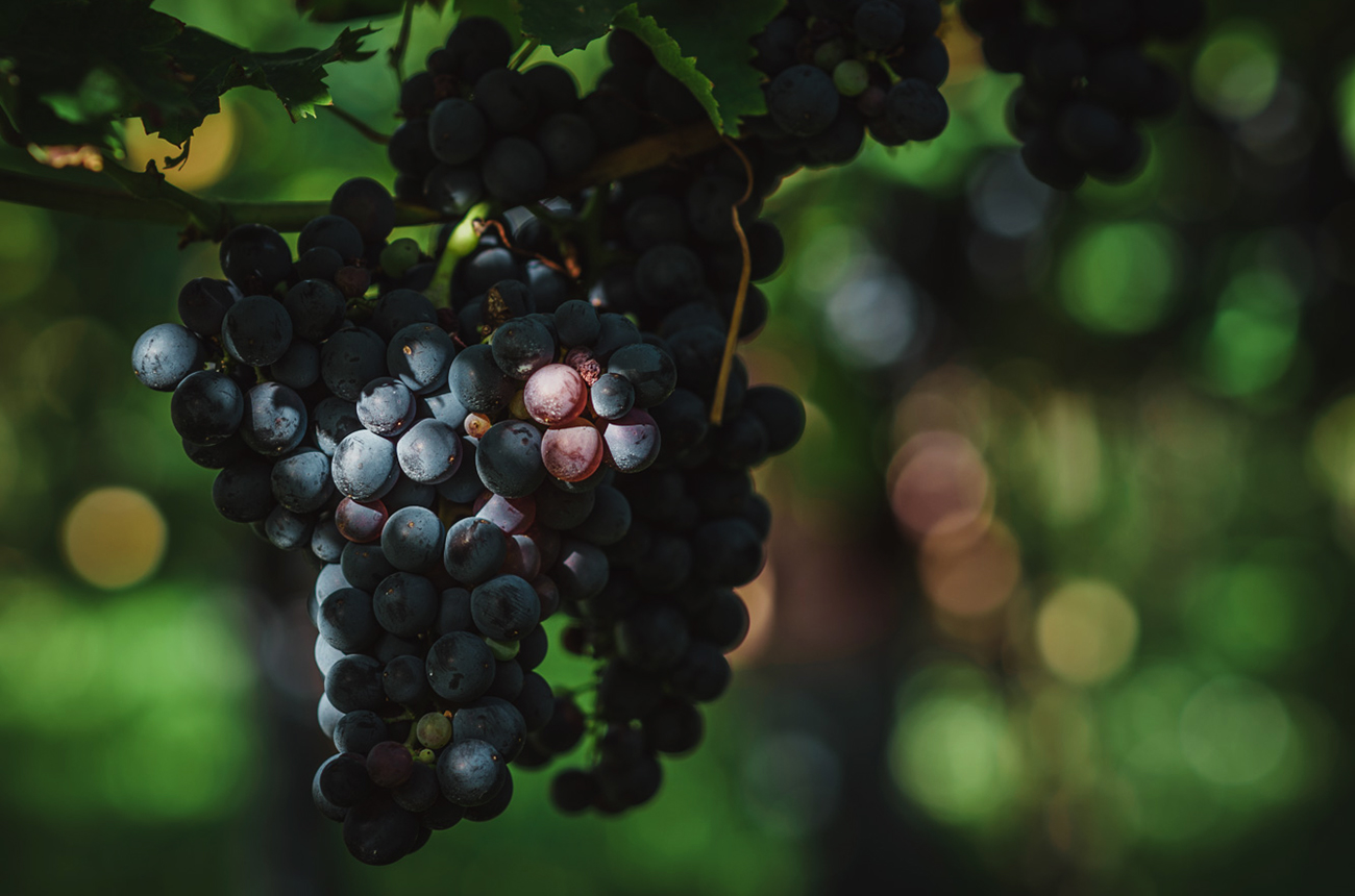 Cantina Tollo - A story of passion and resilience - Decanter
