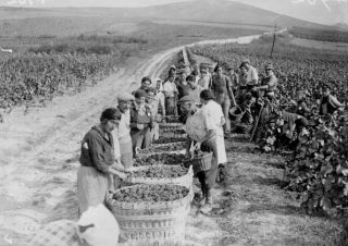 Champagne during WW2: From vines to victory - Decanter