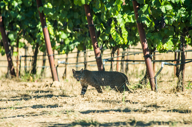 Gallery: Vineyard animals - Unlikely helpers - Decanter