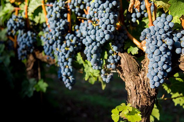 Merlot Grape | Learn | Read About | Recommendations