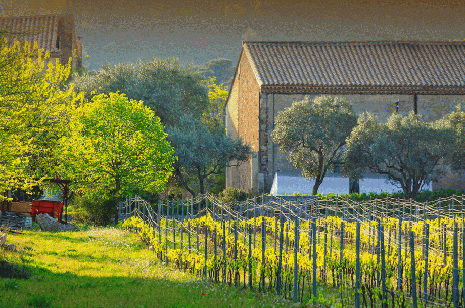 Best Languedoc wineries to visit - Decanter