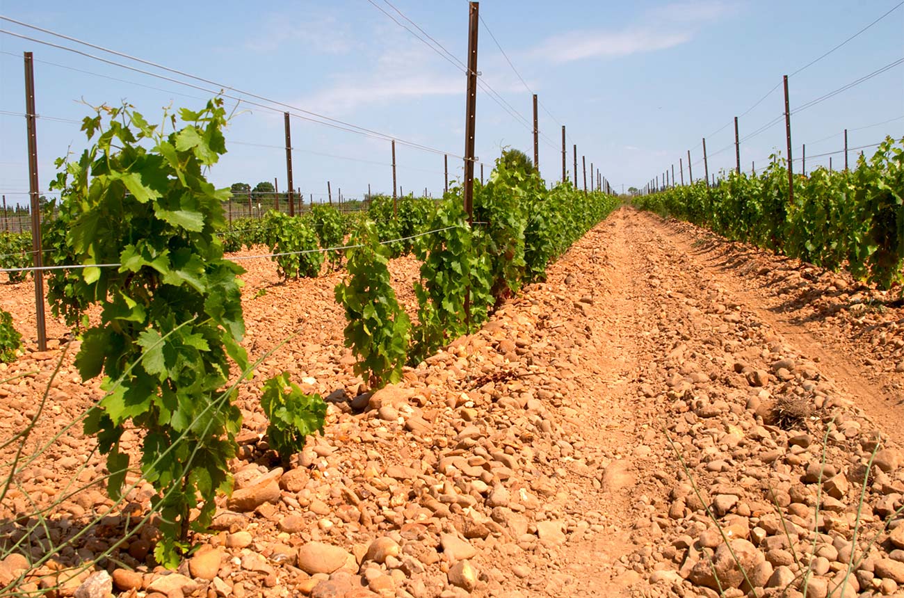 Marselan: Why it could be a 'signature grape' of Chinese wines