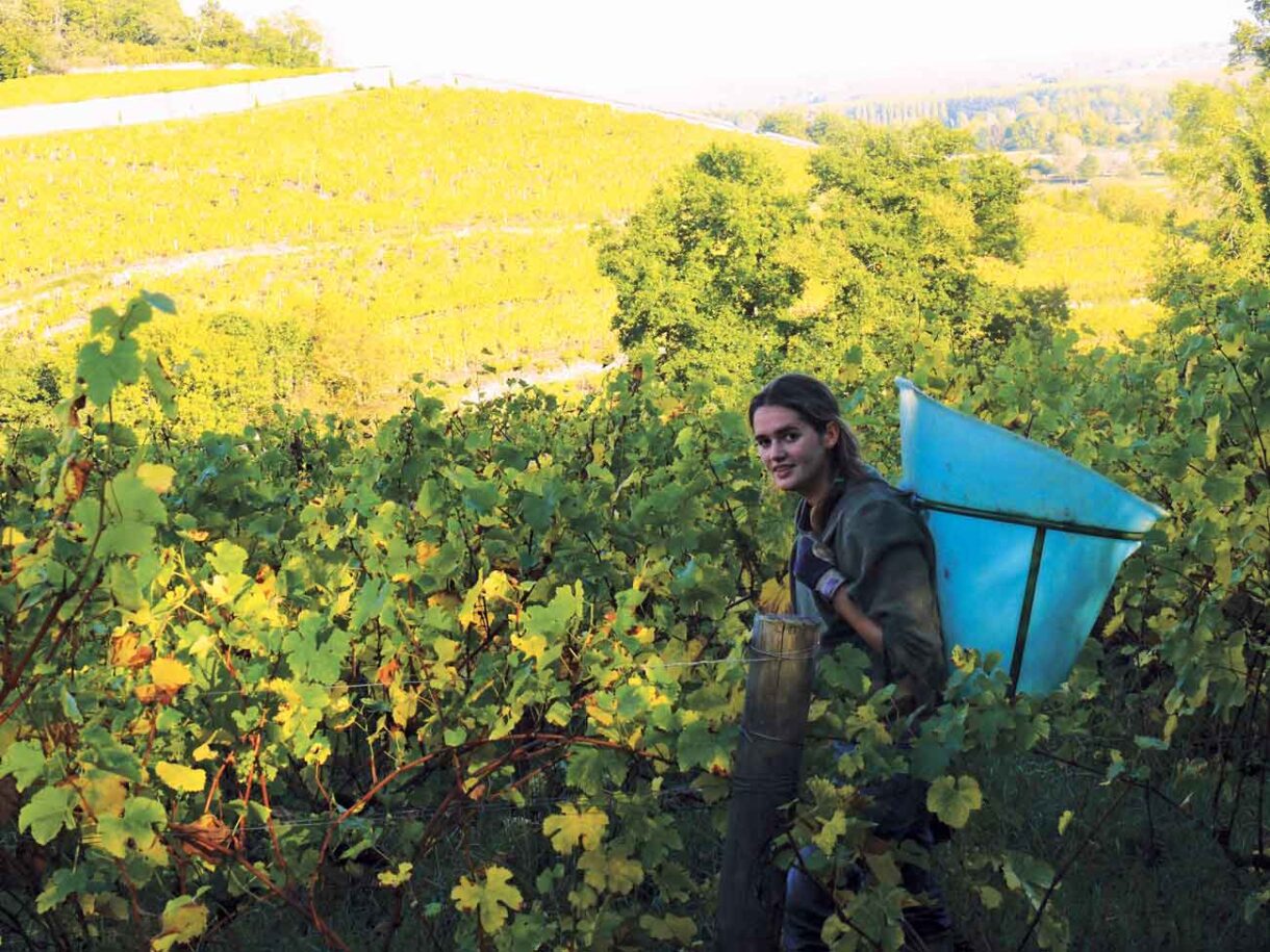 What is a massal selection