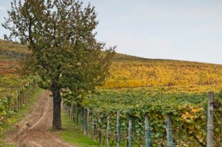 Best Barolo producers & Barbaresco producers - Decanter