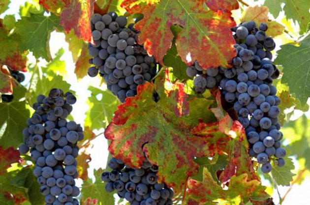 A changing tide for California Zinfandel - and wines to try - Decanter