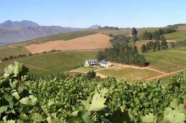 Great value South African wines - Decanter
