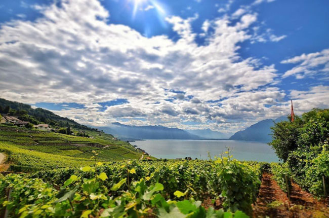 Everything to know about Lake Geneva wine - Decanter