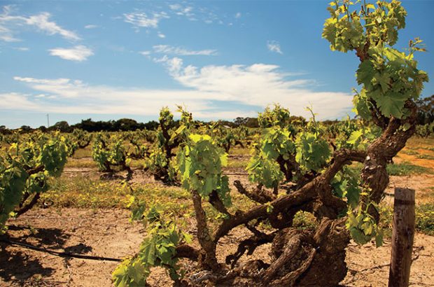 The song of Australia old vines - Decanter