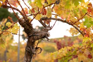 The life cycle of a vine - Decanter