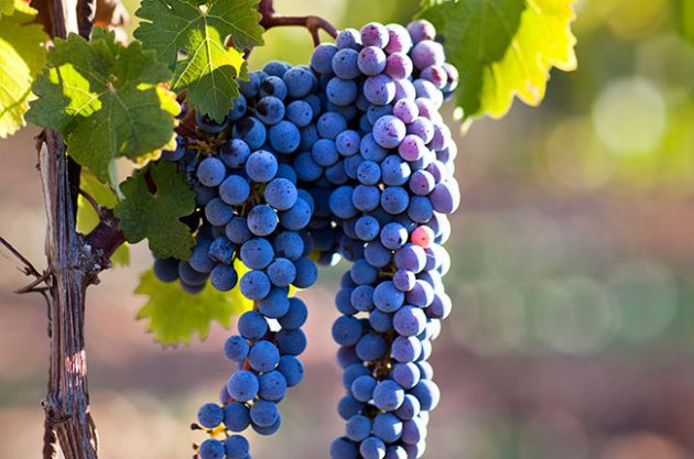 California grape varieties: Why site matters - Decanter