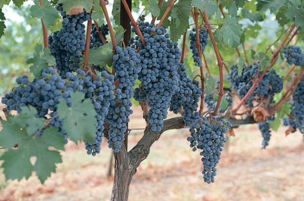 California grape varieties: Why site matters - Decanter
